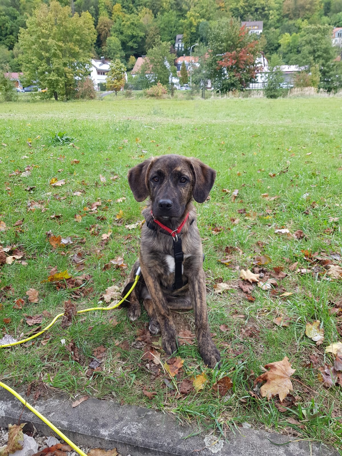 Babooza - Hundehilfe Mariechen