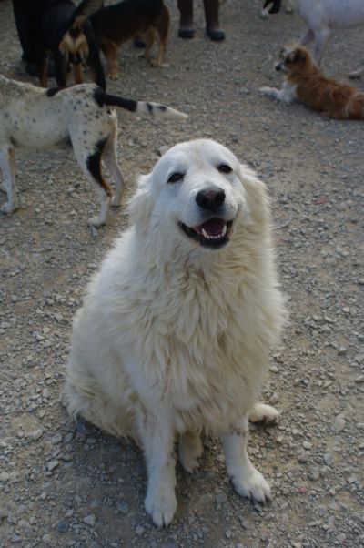 Maggy - Hundehilfe Mariechen