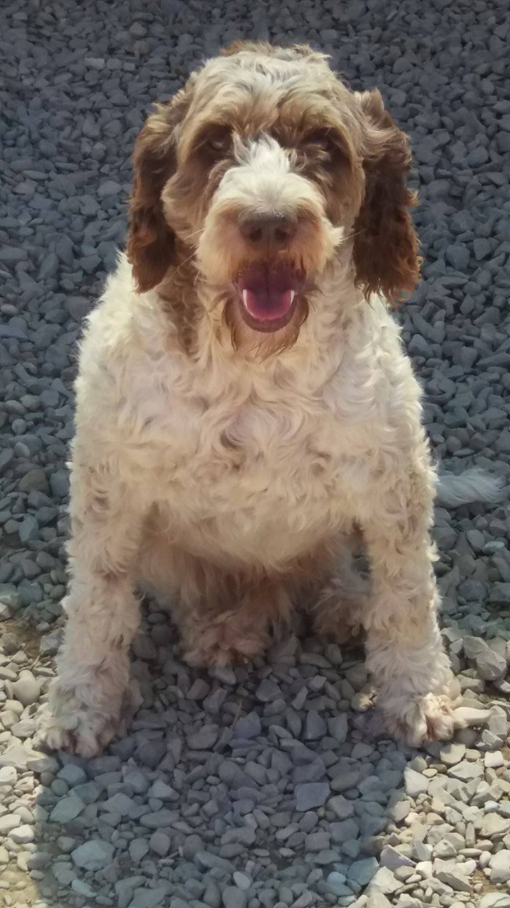 Roman - Hundehilfe Mariechen