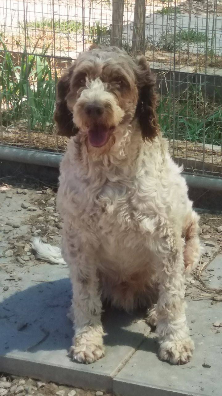 Roman - Hundehilfe Mariechen