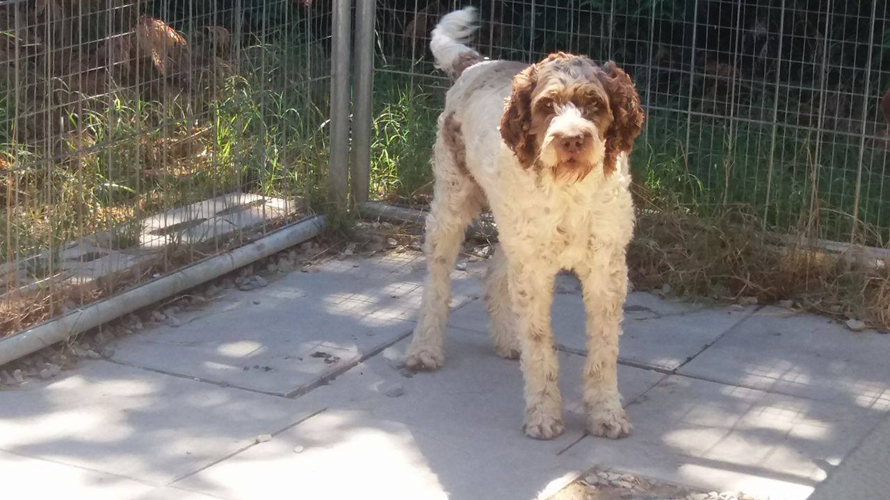 Roman - Hundehilfe Mariechen