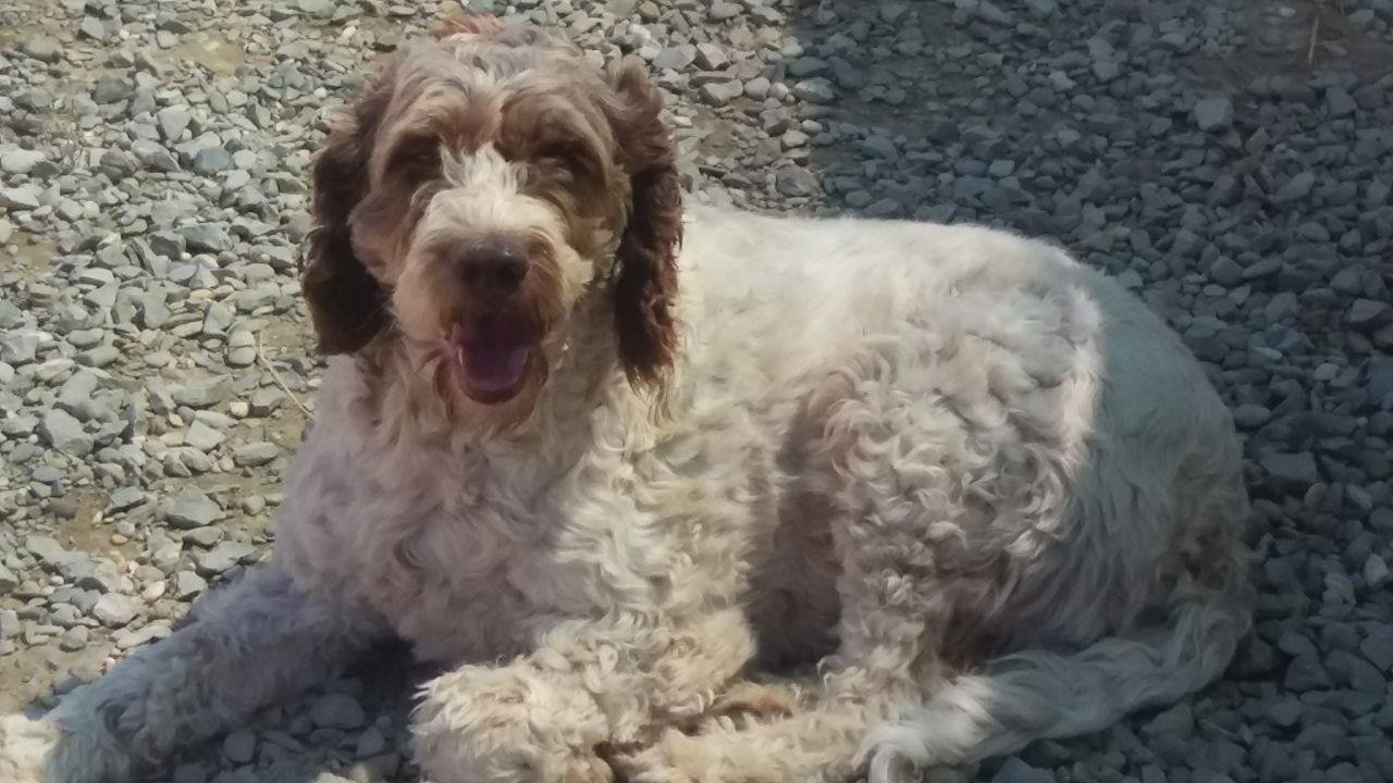 Roman - Hundehilfe Mariechen