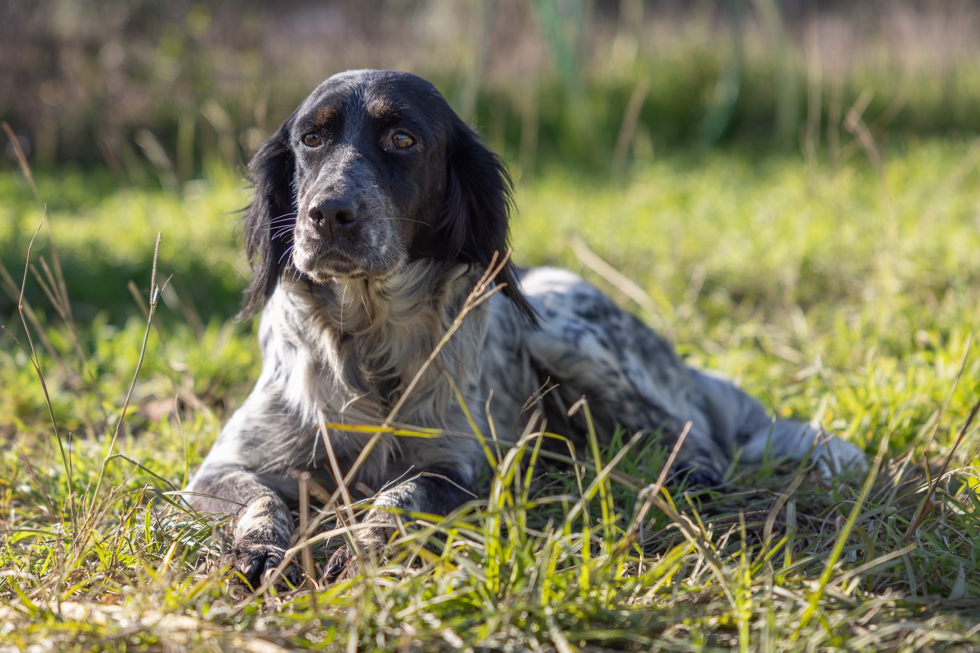Sweetie - Hundehilfe Mariechen