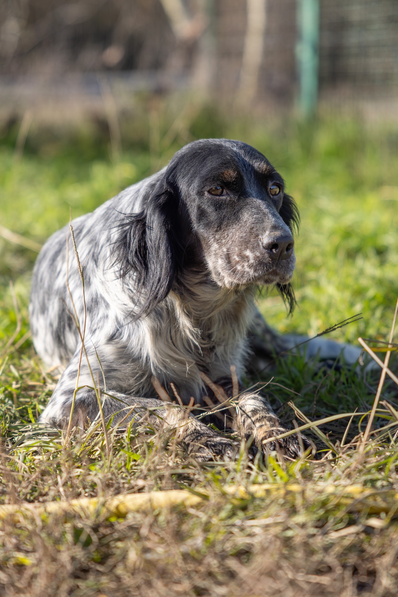 Sweetie - Hundehilfe Mariechen