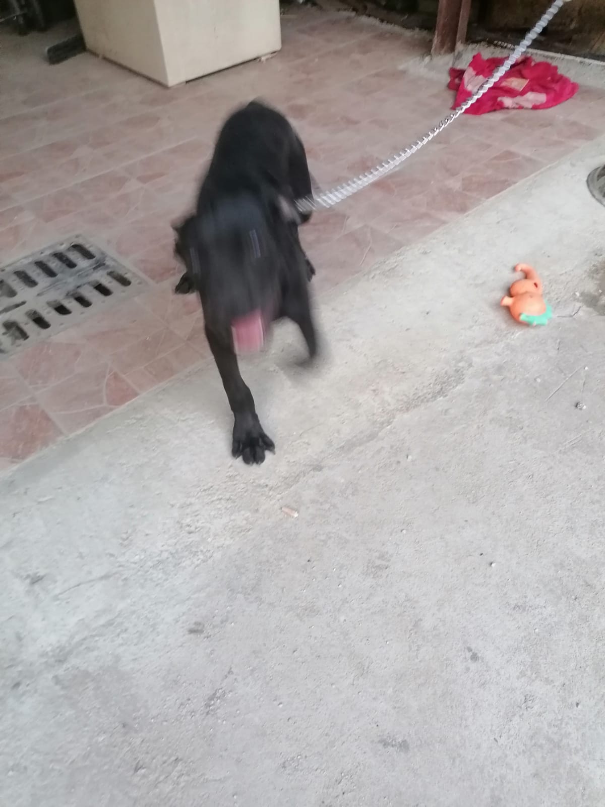 Birk - Hundehilfe Mariechen