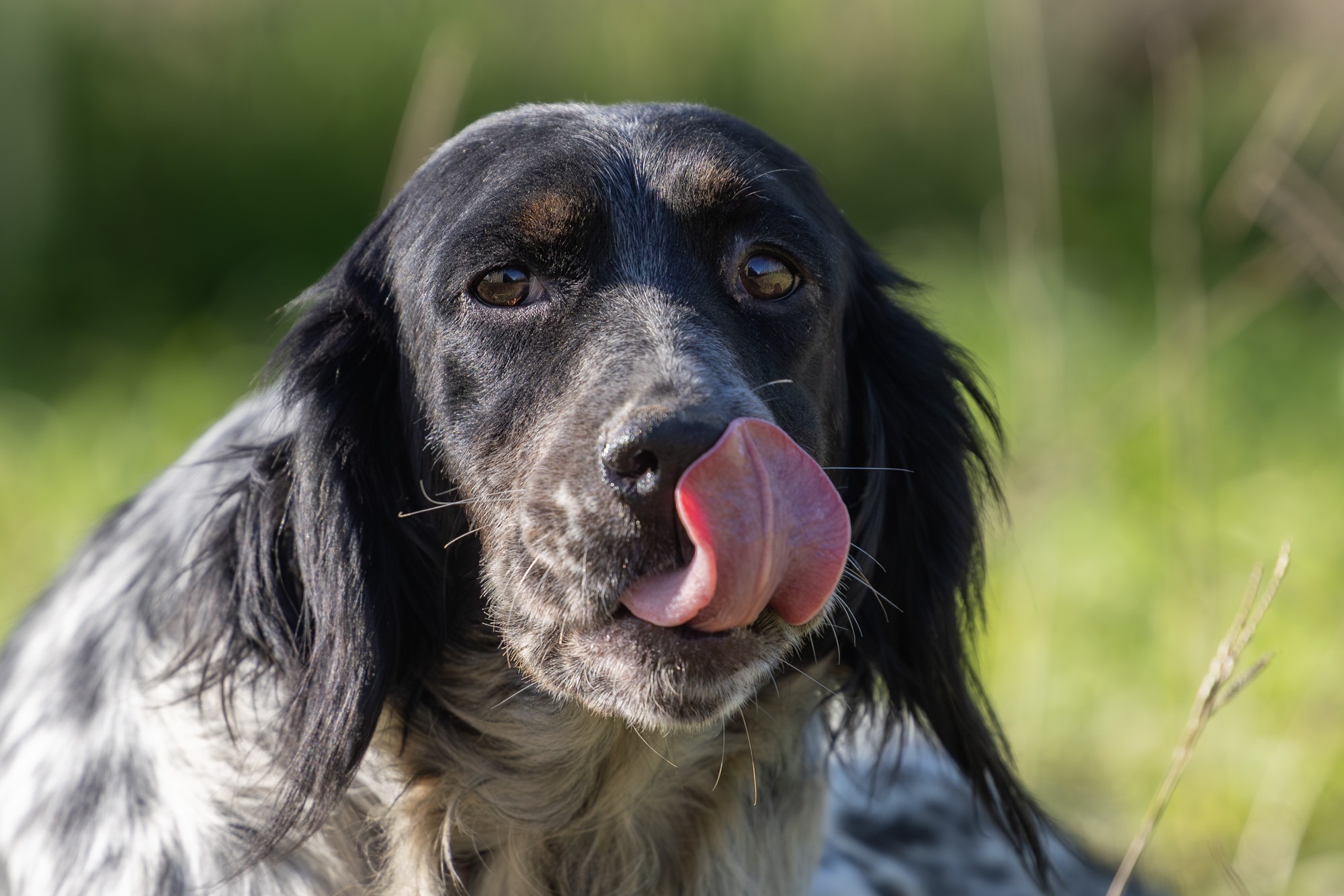 Sweetie - Hundehilfe Mariechen