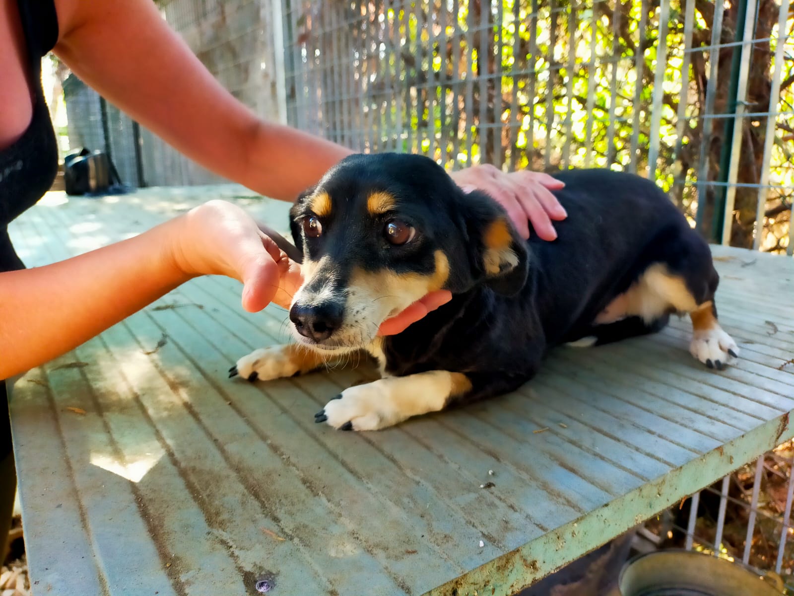 Nottolina - Hundehilfe Mariechen