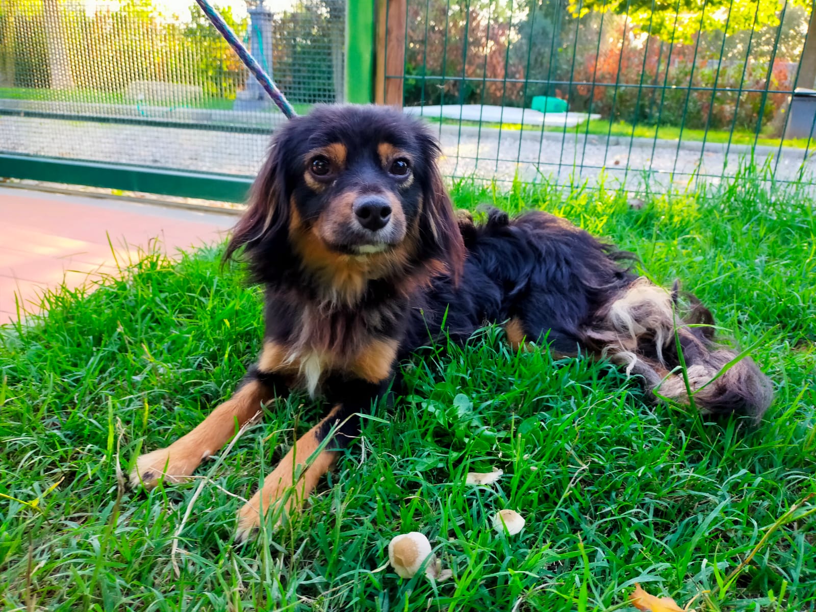 Indro - Hundehilfe Mariechen