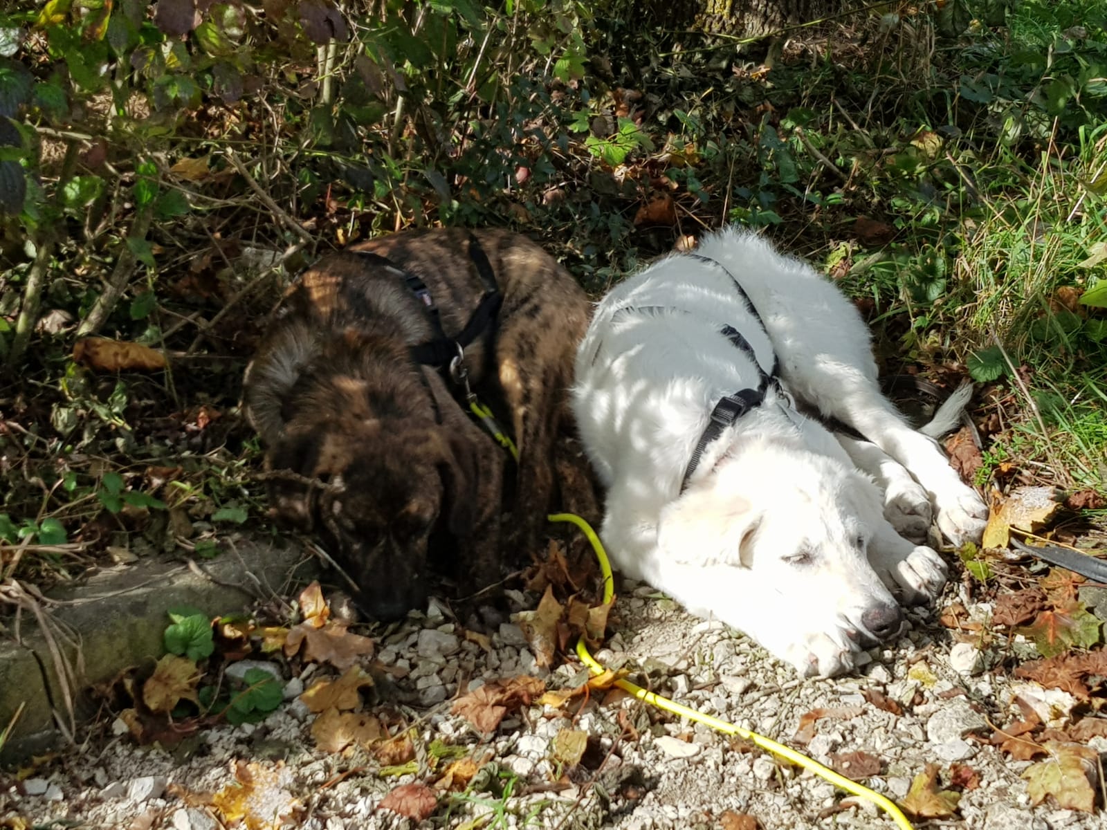 Babooza - Hundehilfe Mariechen