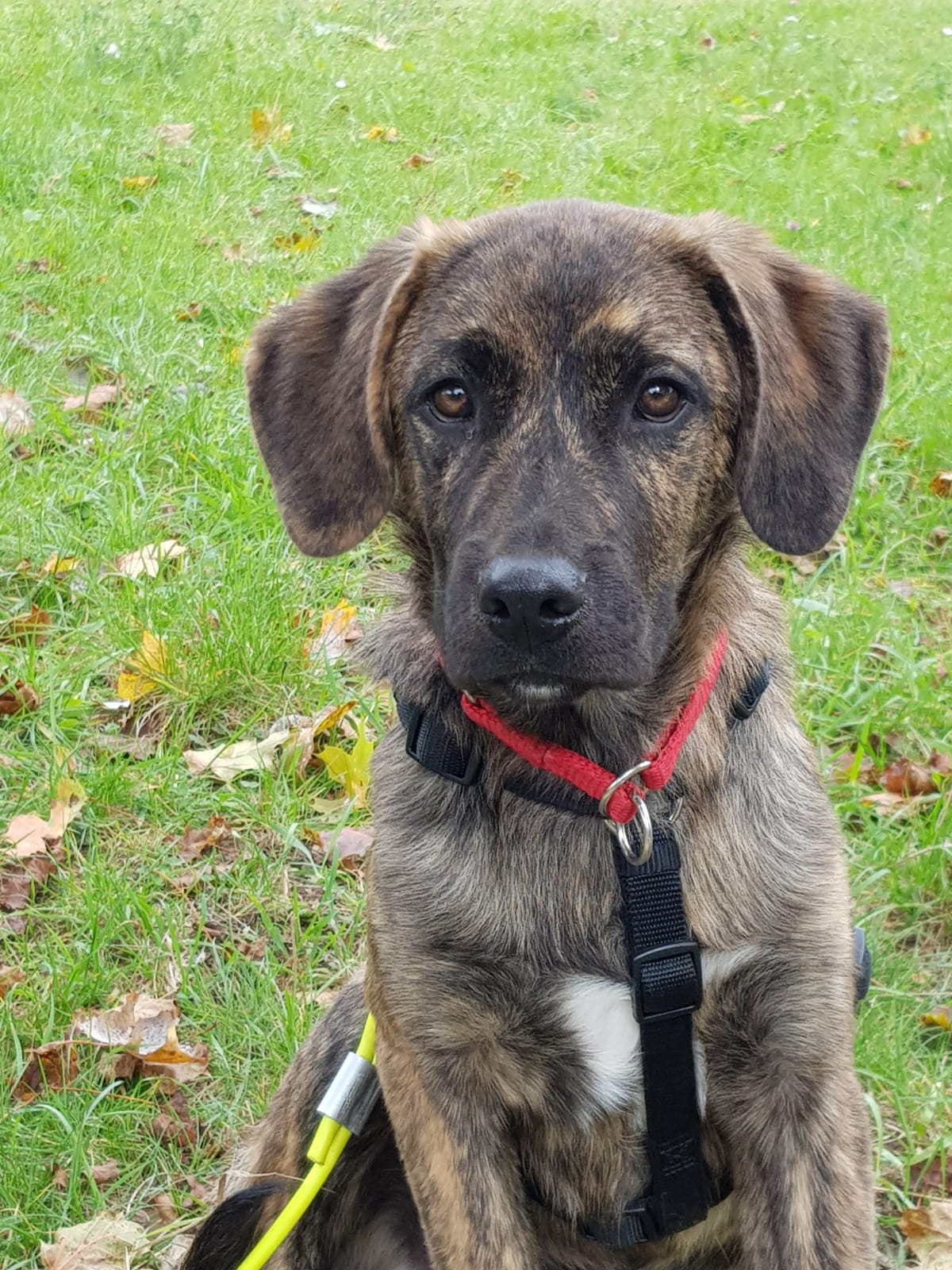 Babooza - Hundehilfe Mariechen
