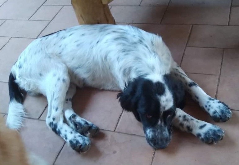 Apollo - Hundehilfe Mariechen