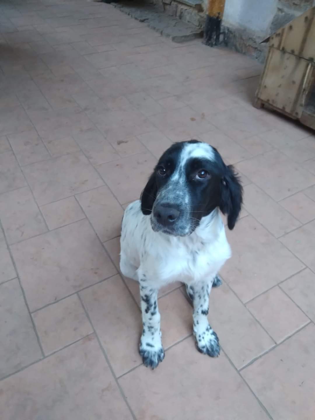 Apollo - Hundehilfe Mariechen