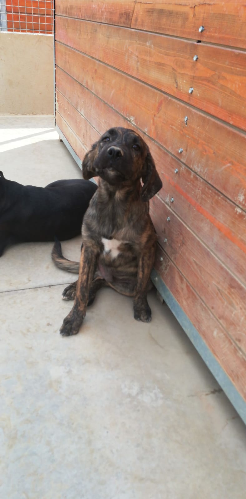 Babooza - Hundehilfe Mariechen
