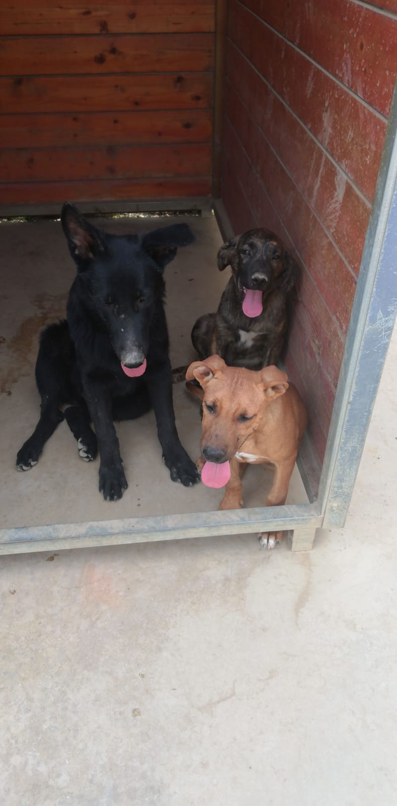 Babooza - Hundehilfe Mariechen