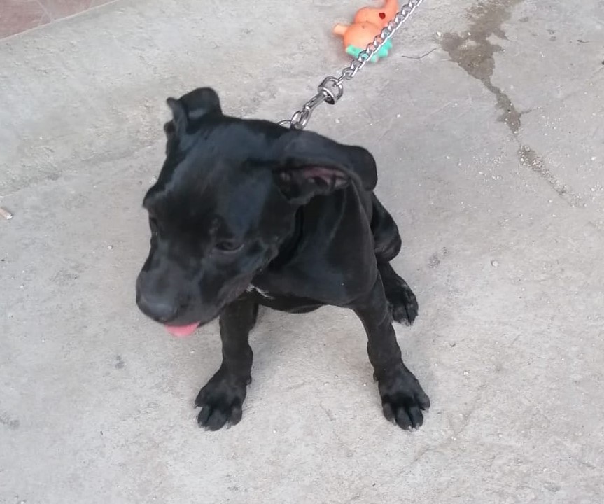 Birk - Hundehilfe Mariechen