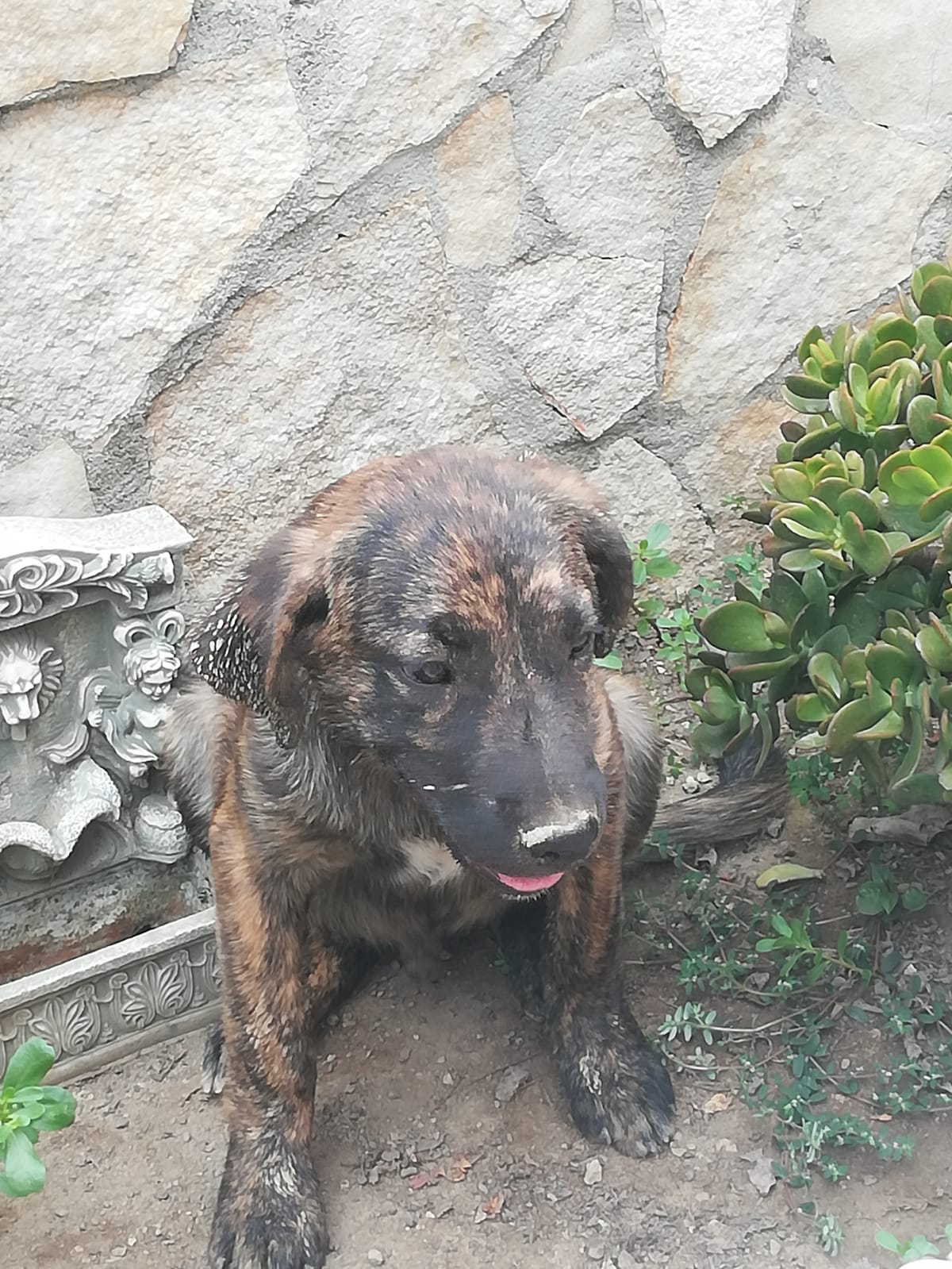 Babooza - Hundehilfe Mariechen
