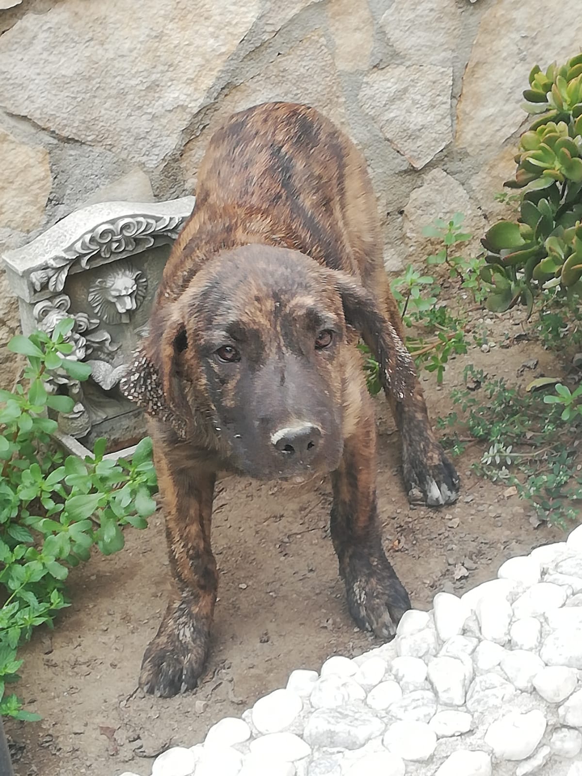 Babooza - Hundehilfe Mariechen