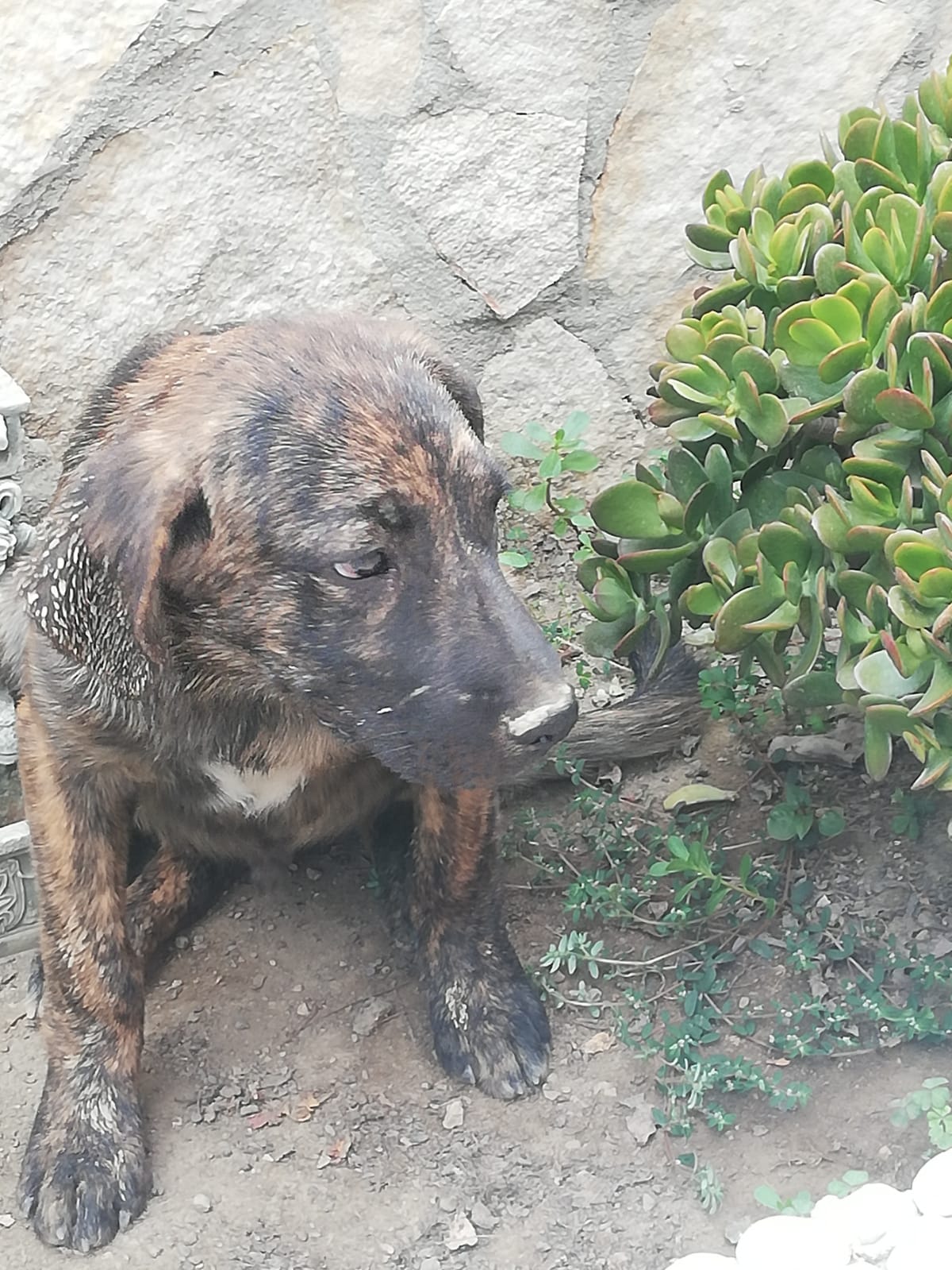 Babooza - Hundehilfe Mariechen