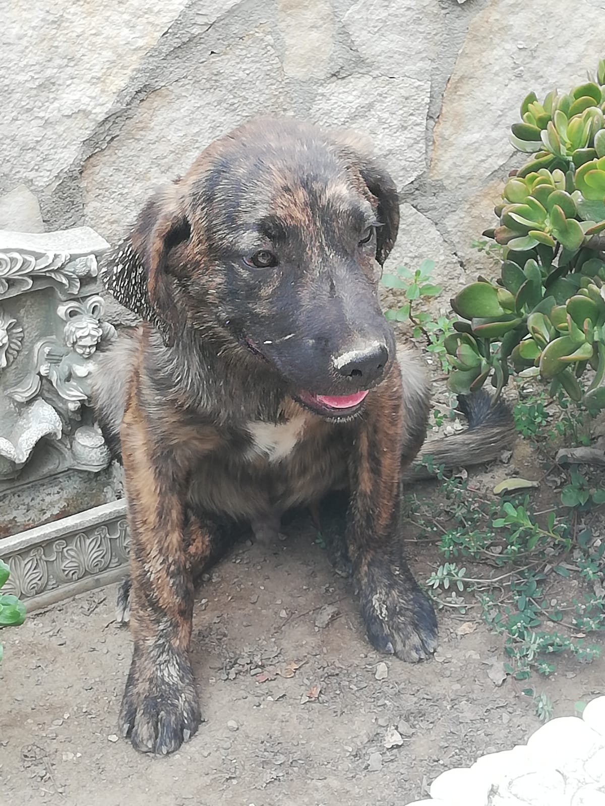 Babooza - Hundehilfe Mariechen