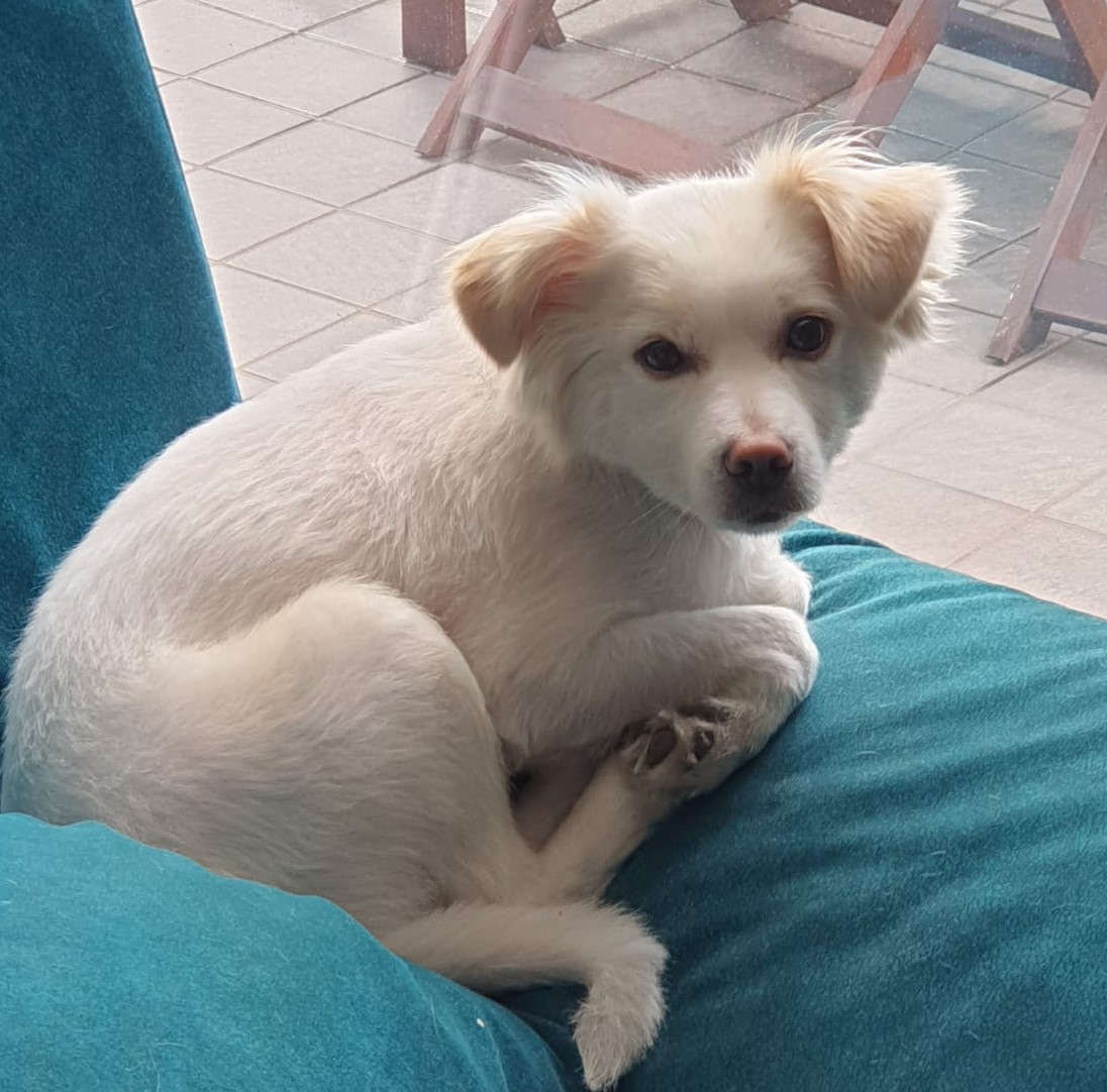 Chucky - Hundehilfe Mariechen