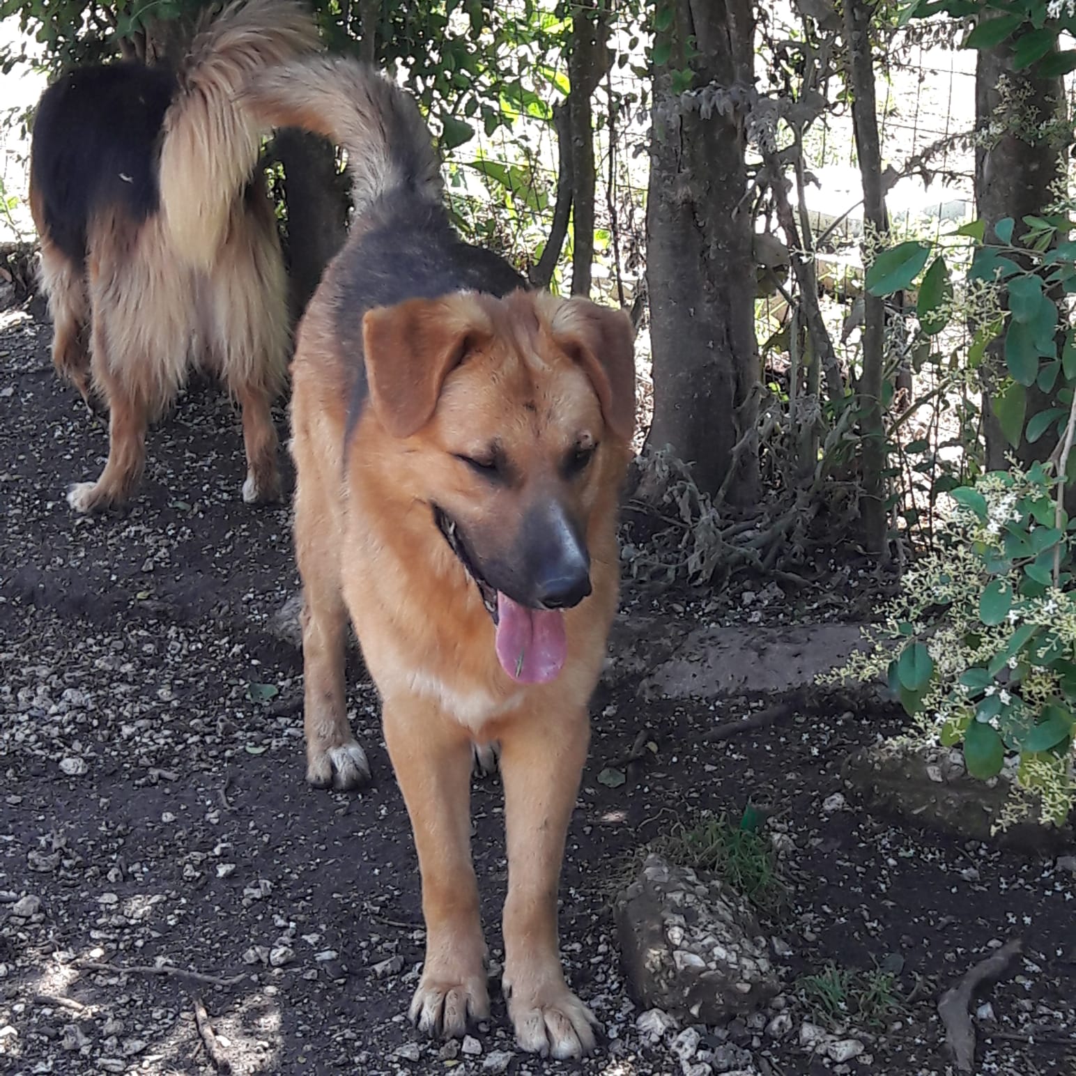Ciuco / Sam - Hundehilfe Mariechen