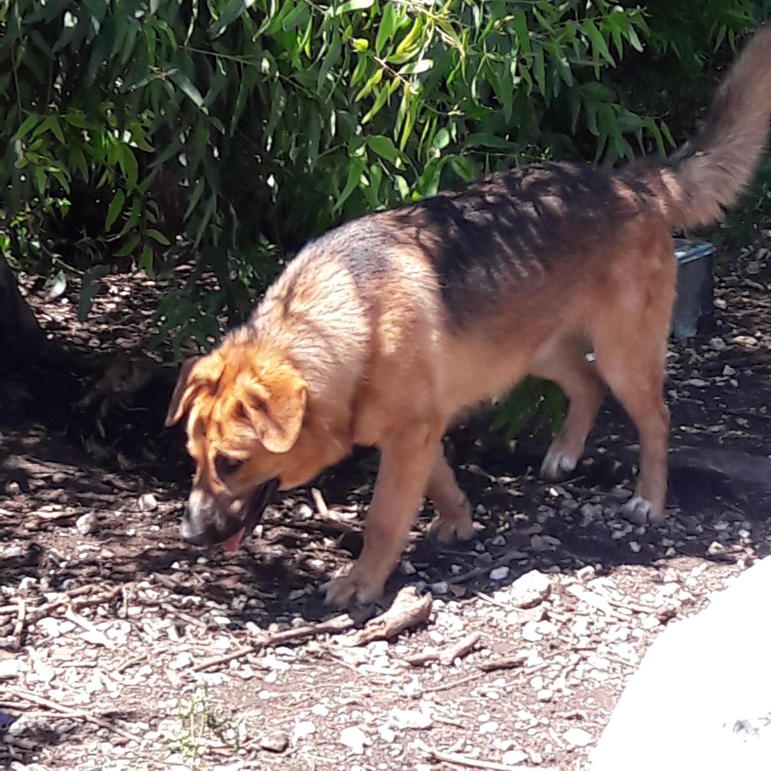 Ciuco / Sam - Hundehilfe Mariechen