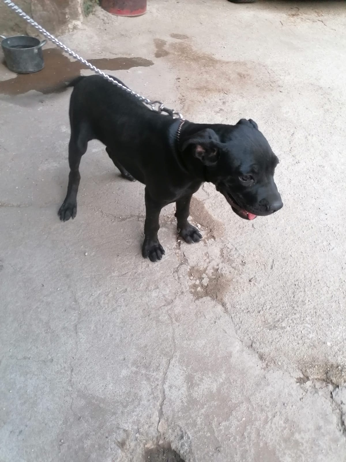 Birk - Hundehilfe Mariechen