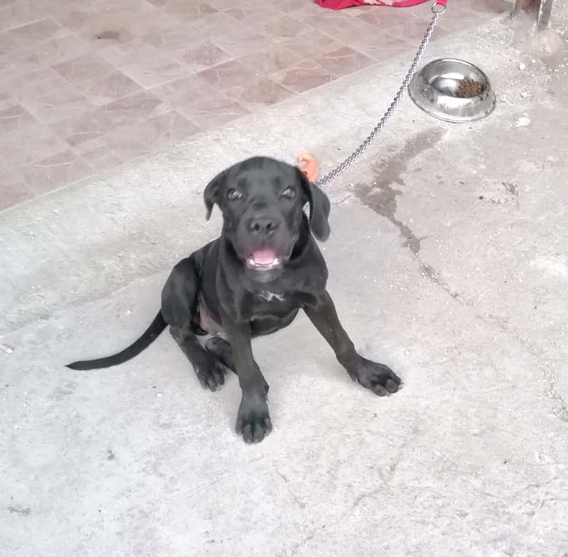 Birk - Hundehilfe Mariechen