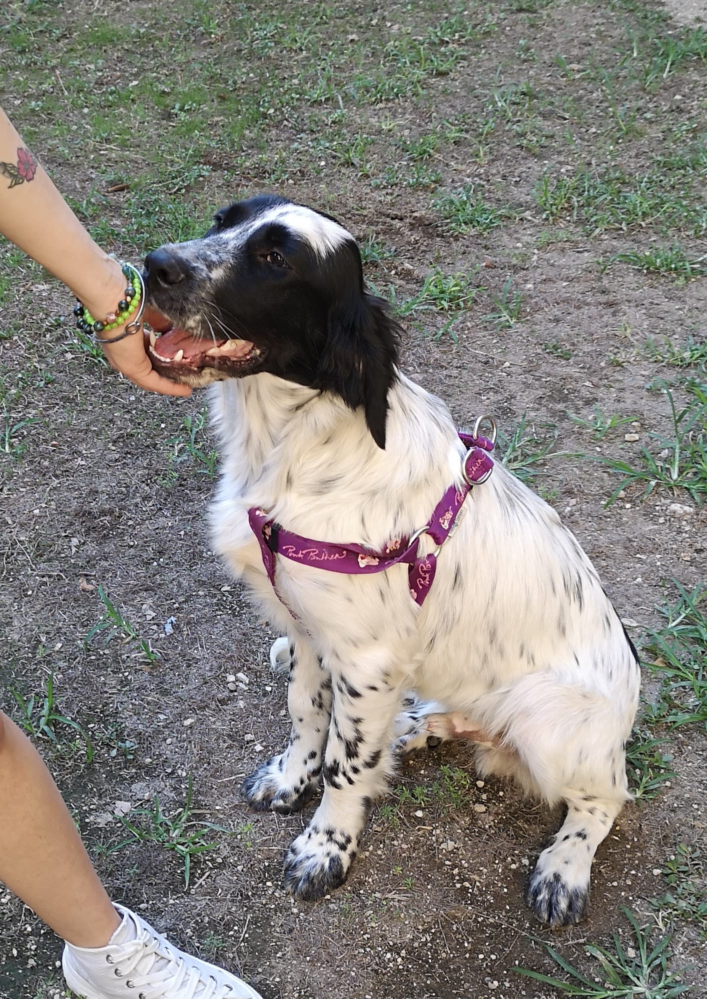 Apollo - Hundehilfe Mariechen