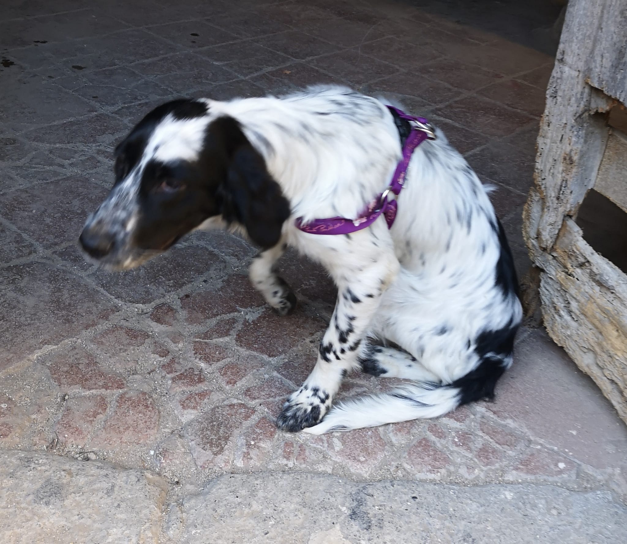 Apollo - Hundehilfe Mariechen