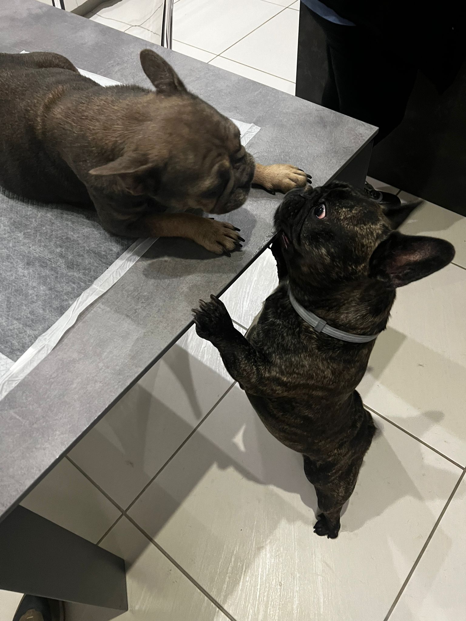 Jule - Hundehilfe Mariechen