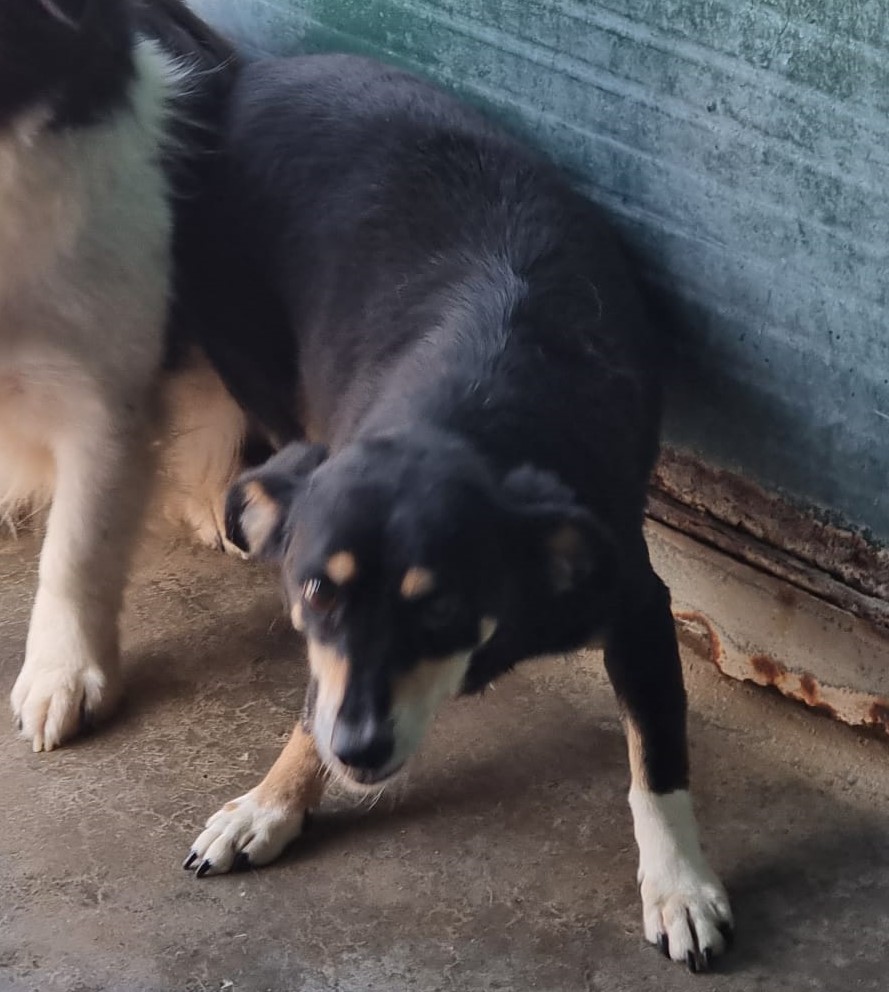 Nottolina - Hundehilfe Mariechen