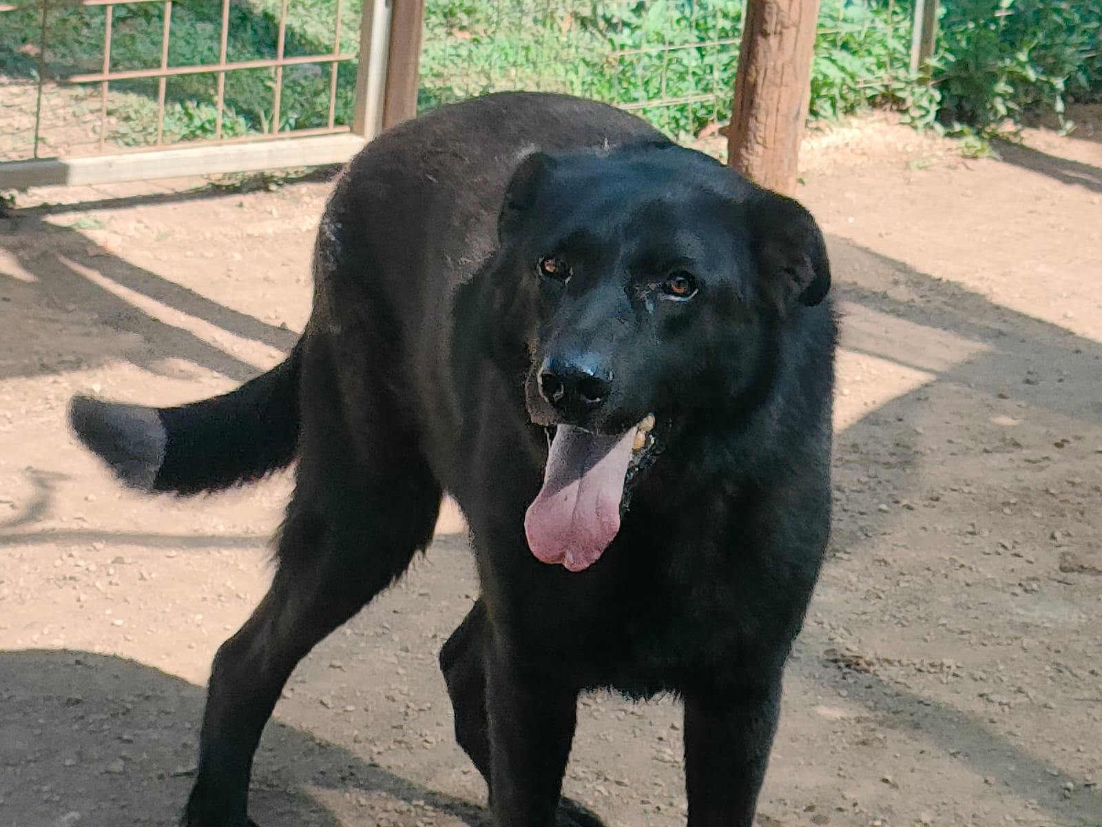 Steve - Hundehilfe Mariechen