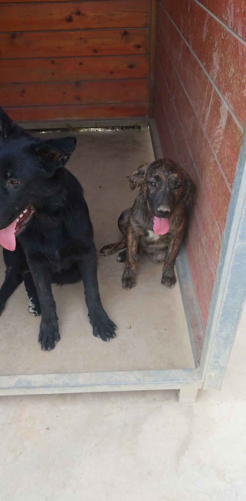 Babooza - Hundehilfe Mariechen