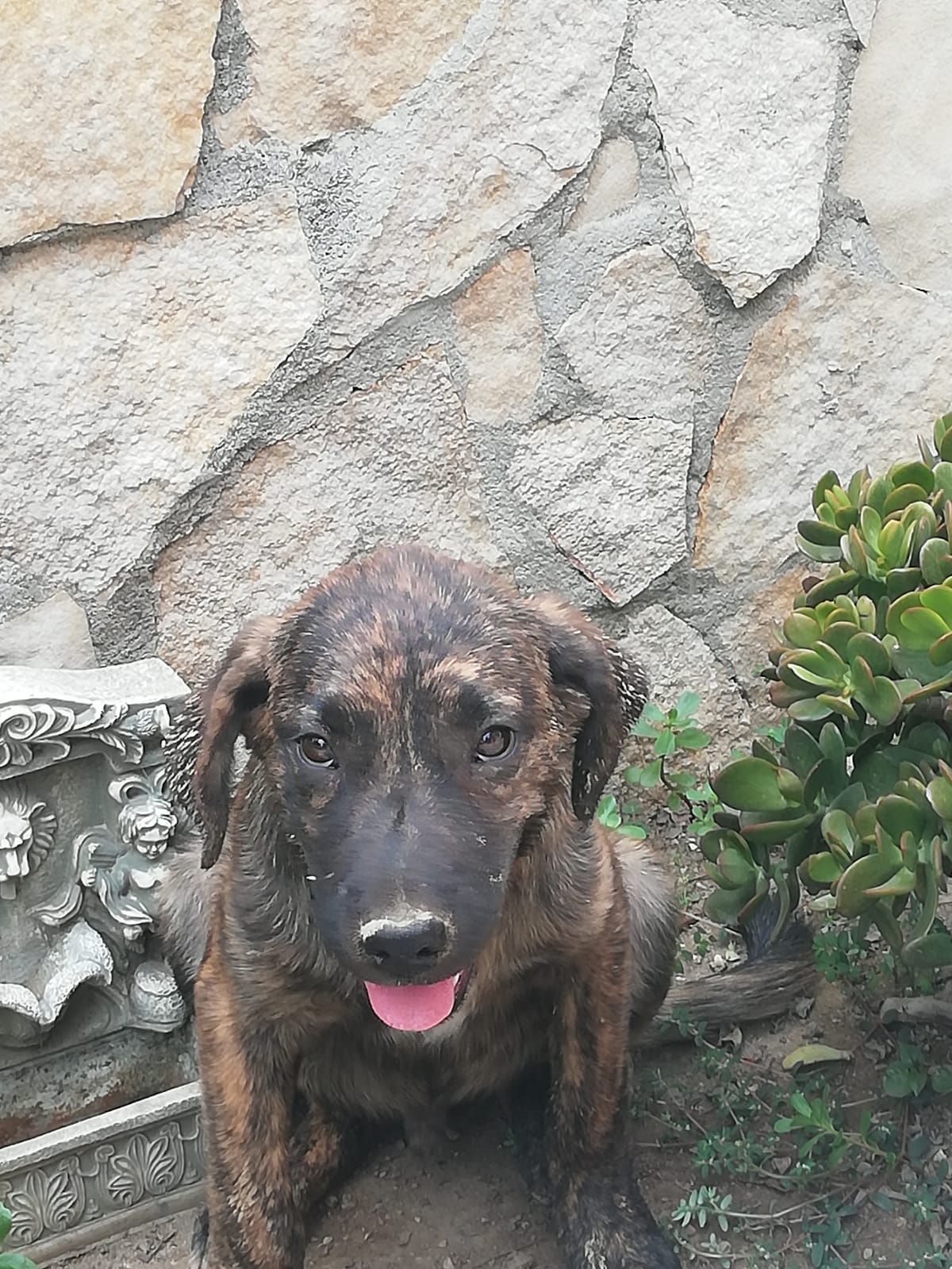 Babooza - Hundehilfe Mariechen